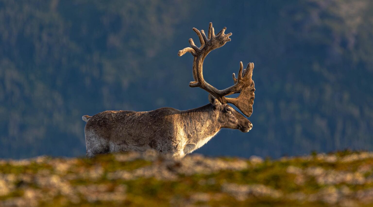 Inuit face food insecurity, cultural loss 13 years into Labrador ...